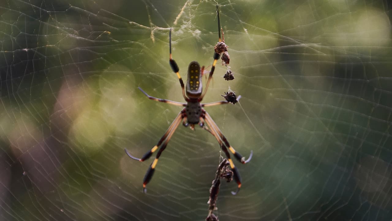 Corcovado National Park - Entrance info and Wildlife List